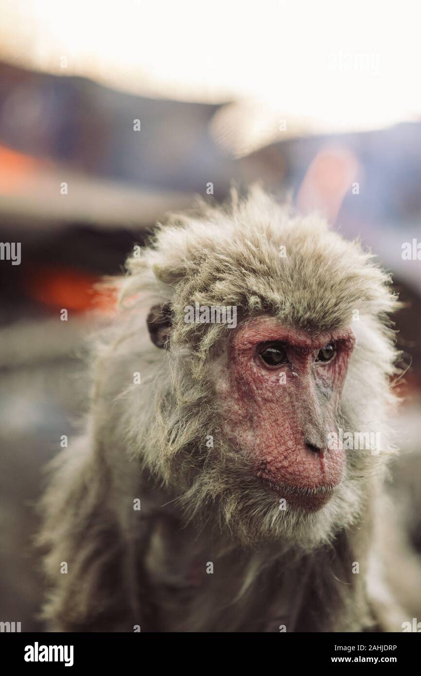 Yaku Macaque High Resolution Stock Photography and Images - Alamy