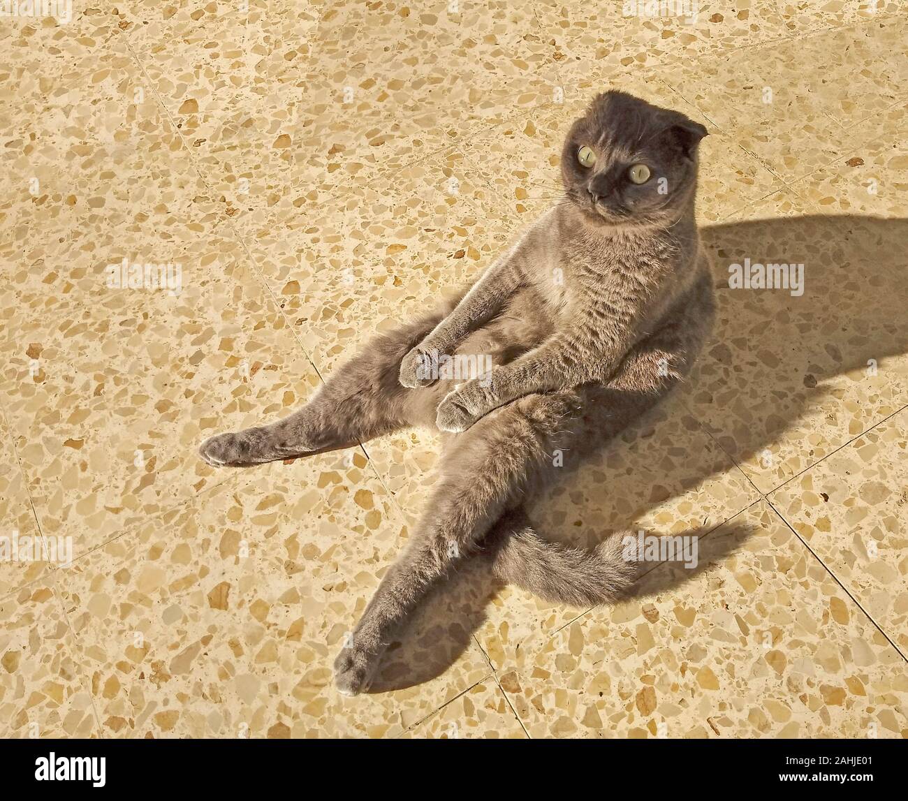 Scottish Fold Cat Sitting on Floor Stock Photo - Alamy
