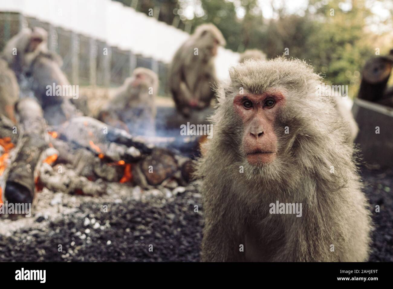 Yaku Macaque High Resolution Stock Photography and Images - Alamy