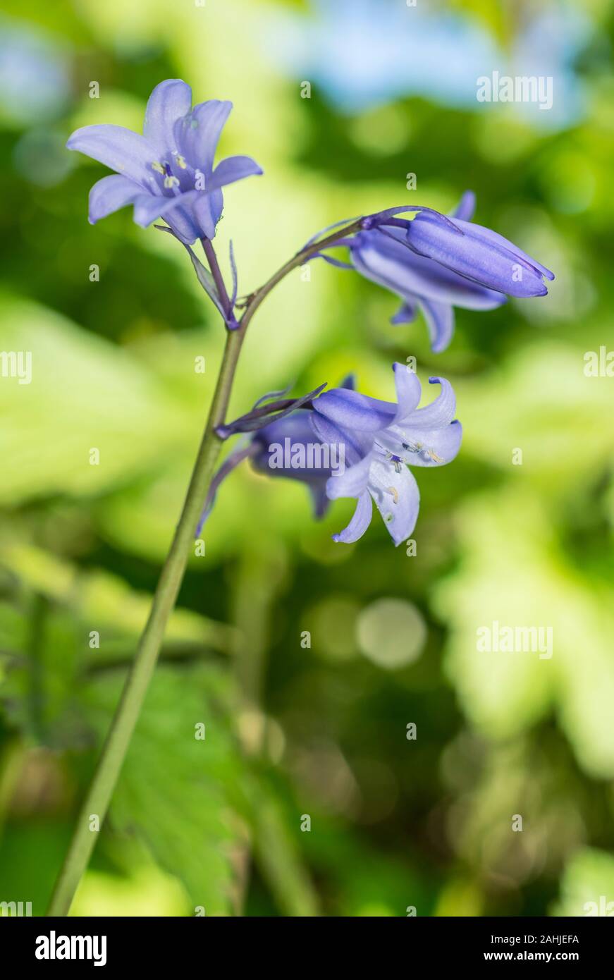 bell flower isolated Stock Photo - Alamy