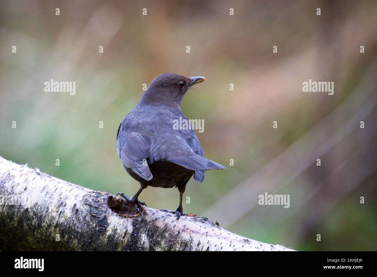 Birds with head turned hi-res stock photography and images - Alamy