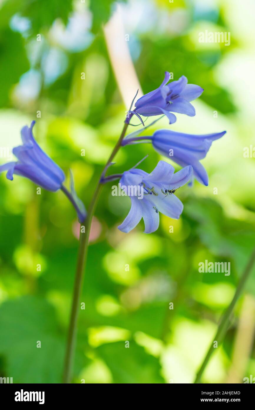 bell flower isolated Stock Photo - Alamy