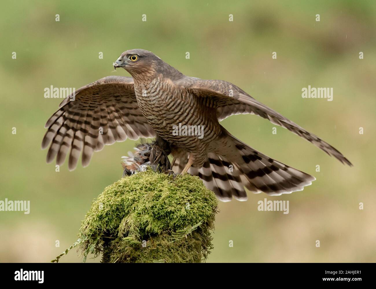 Female sparrowhawk hi-res stock photography and images - Alamy