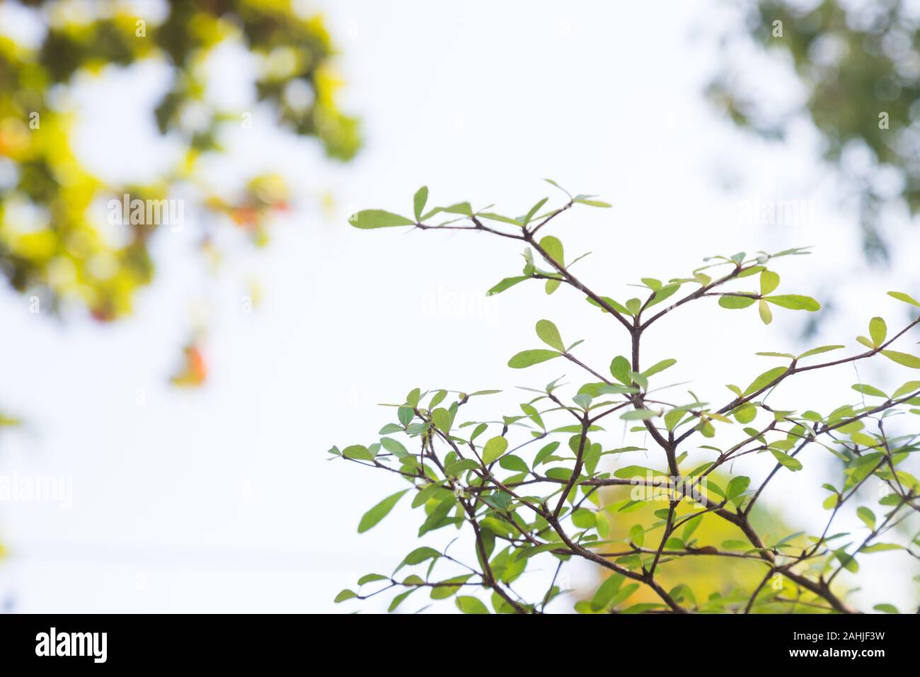 closeup pf tree branch with small leaves Stock Photo - Alamy