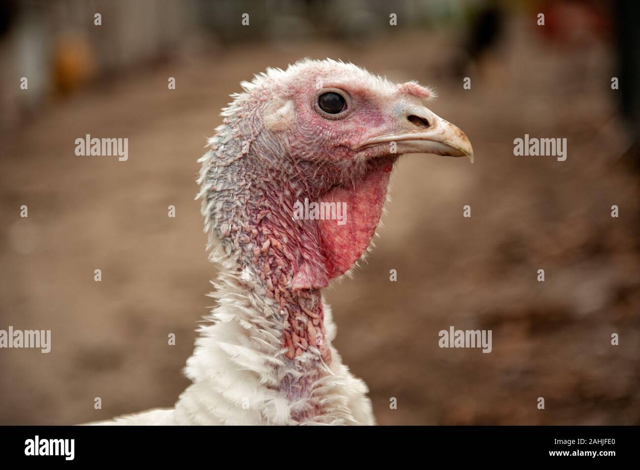 Truthahn hi-res stock photography and images - Alamy