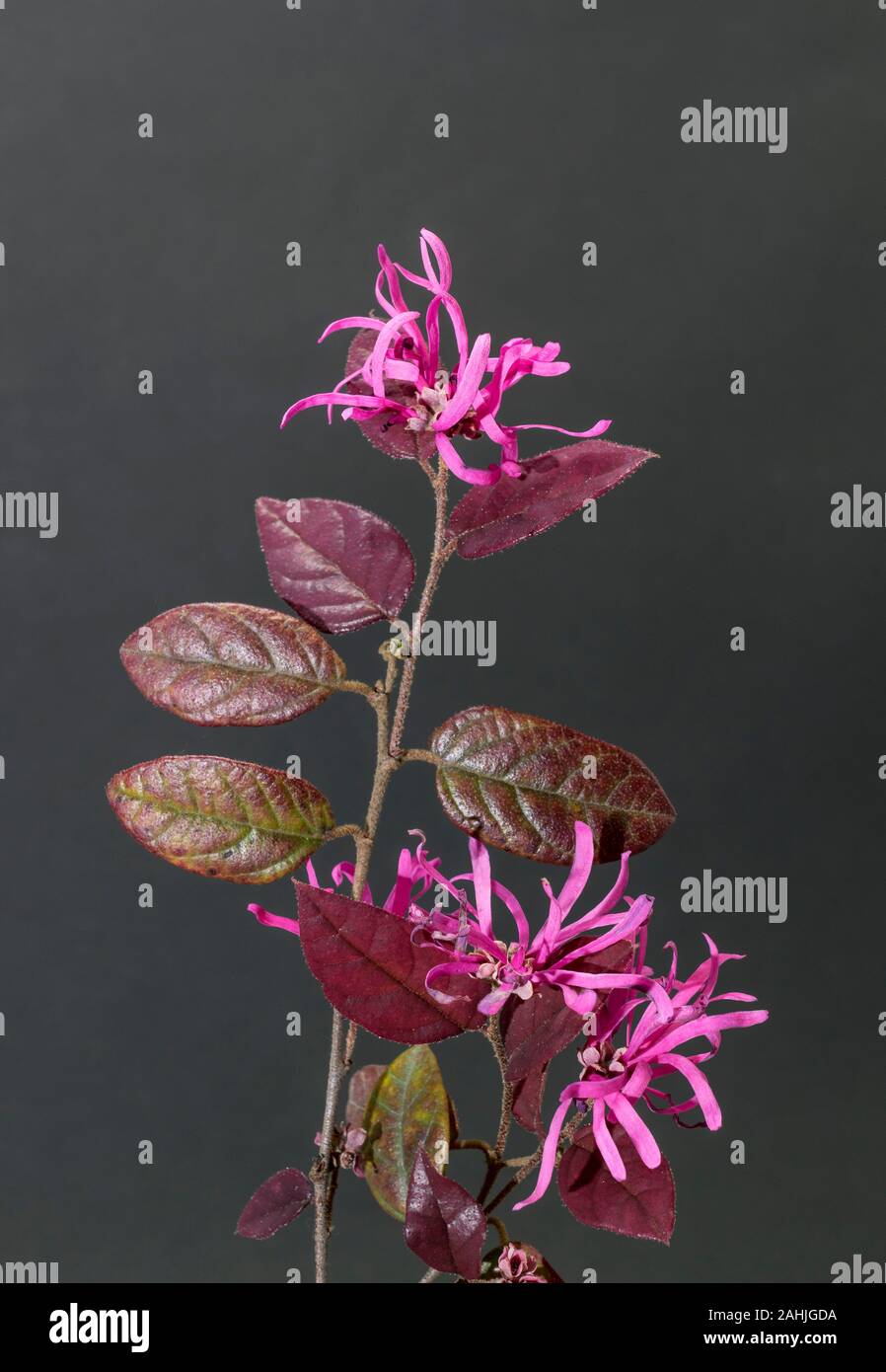 Loropetalum hi-res stock photography and images - Alamy
