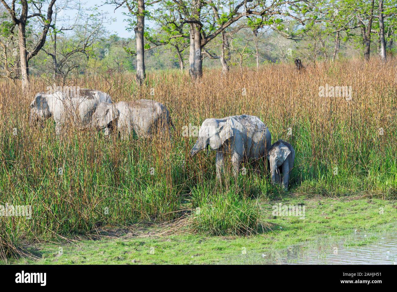 India baby group hi-res stock photography and images - Alamy