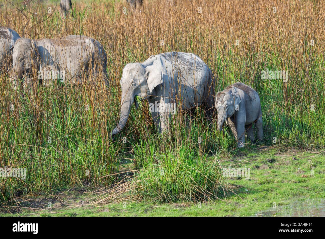 Elephant eats grass in sun hi-res stock photography and images - Alamy