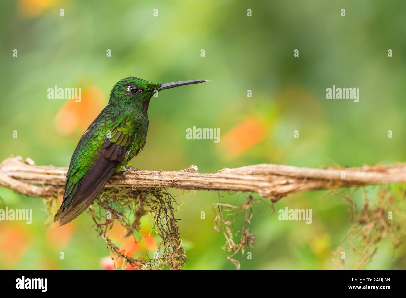 Green Violet-ear - Colibri thalassinus, beautiful green hummingbird ...