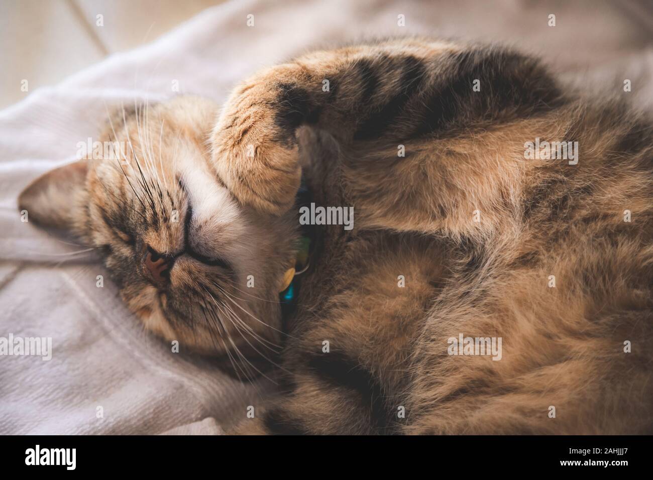 Closeup sleeping cat face on the towel on floor, stretch lazily in the ...