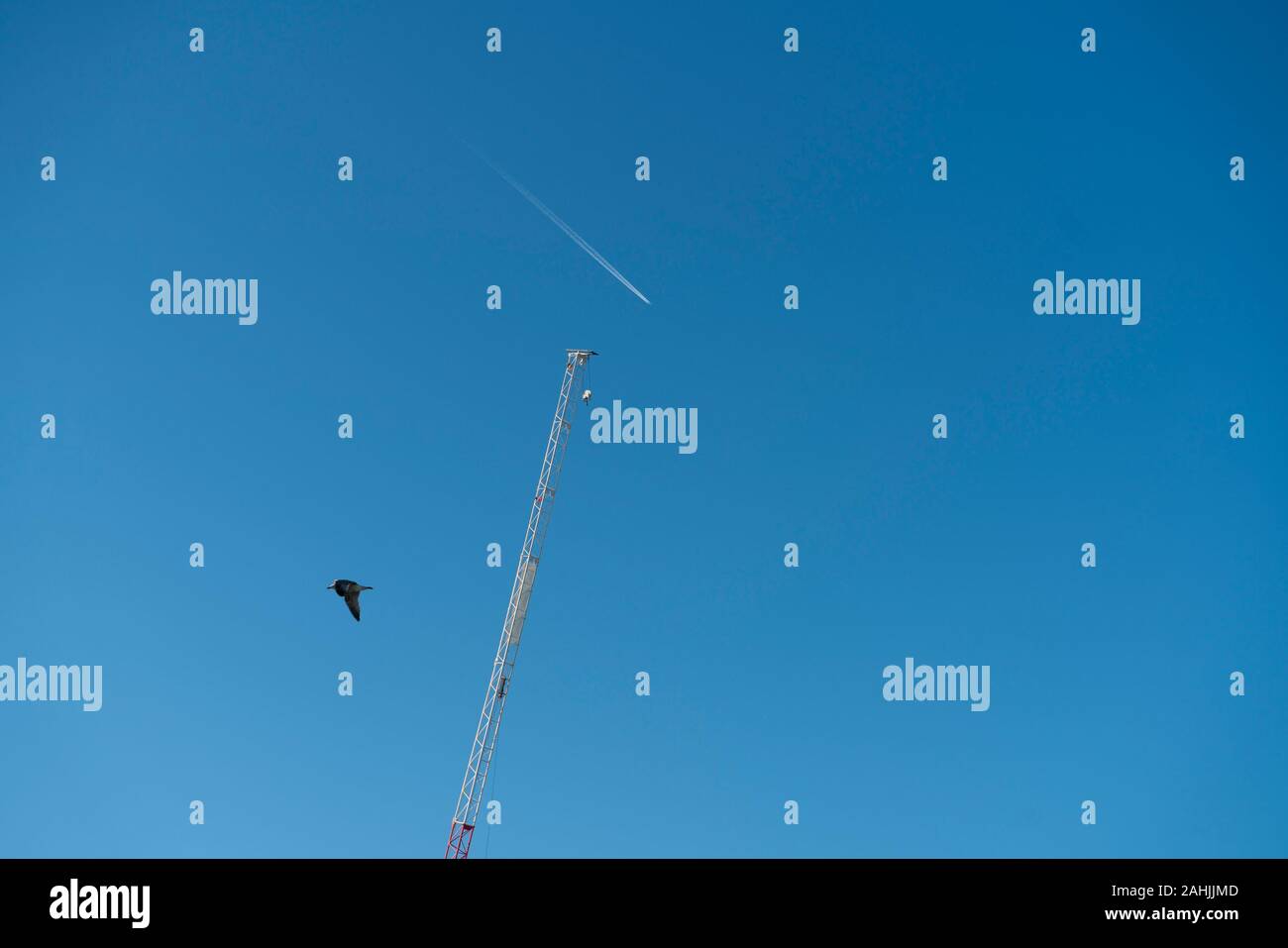 Bird, Crane, Plane Stock Photo - Alamy