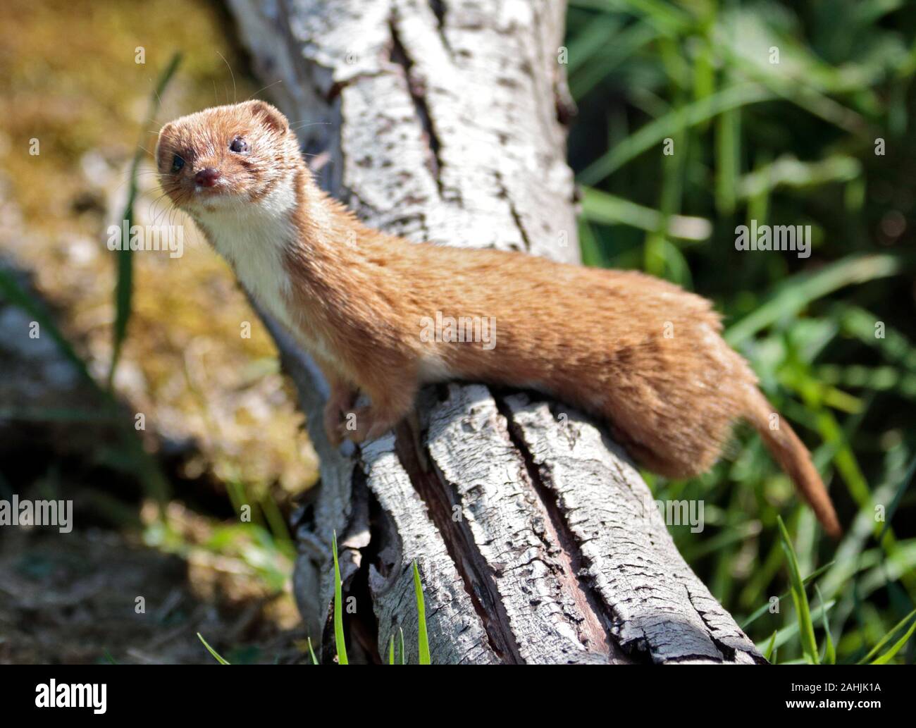 Least Weasel Mustela Nivalis High Resolution Stock Photography and ...