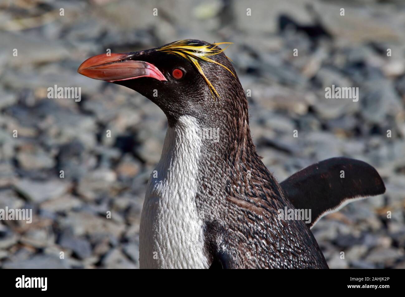 South american penguins hi-res stock photography and images - Alamy