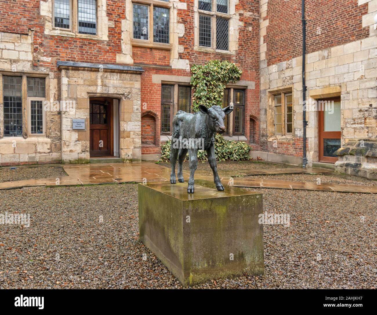 YORK CITY ENGLAND A CALF STATUE IN THE COURTYARD OF KINGS MANOR Stock ...