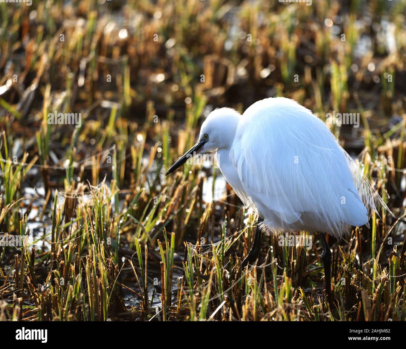 Little egrets small white hi-res stock photography and images - Alamy