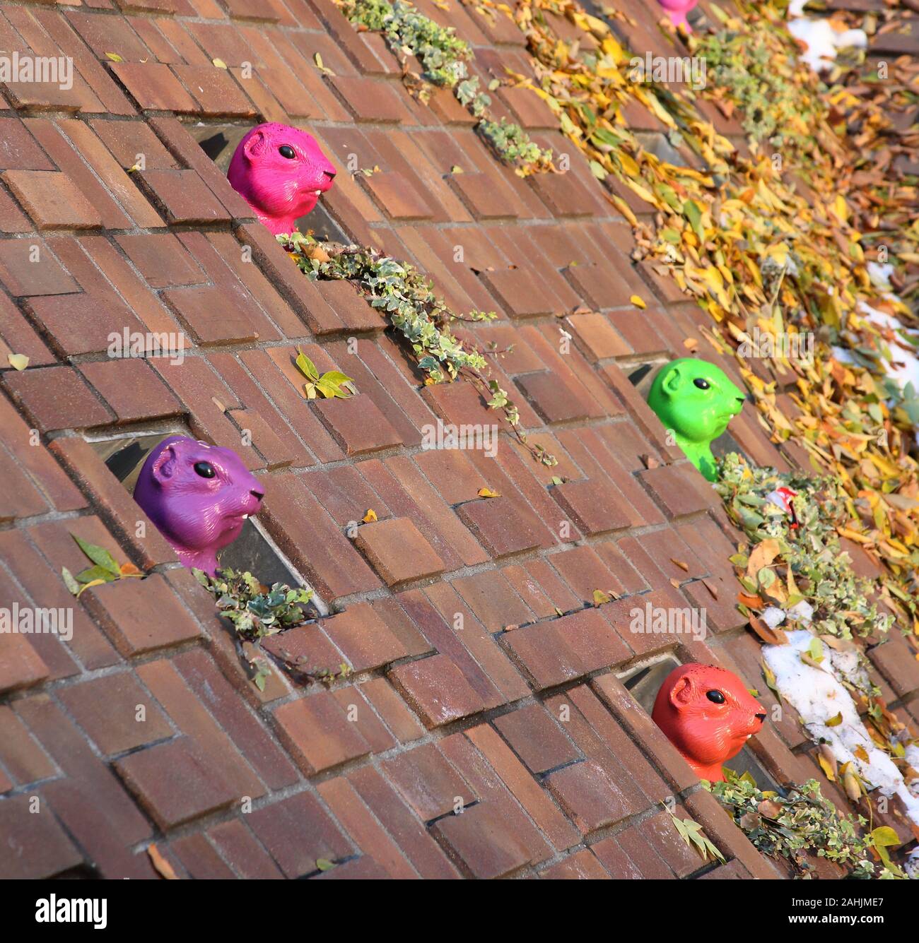 Colorful plastic prairie dogs, head and shoulder view, in a sloping ...