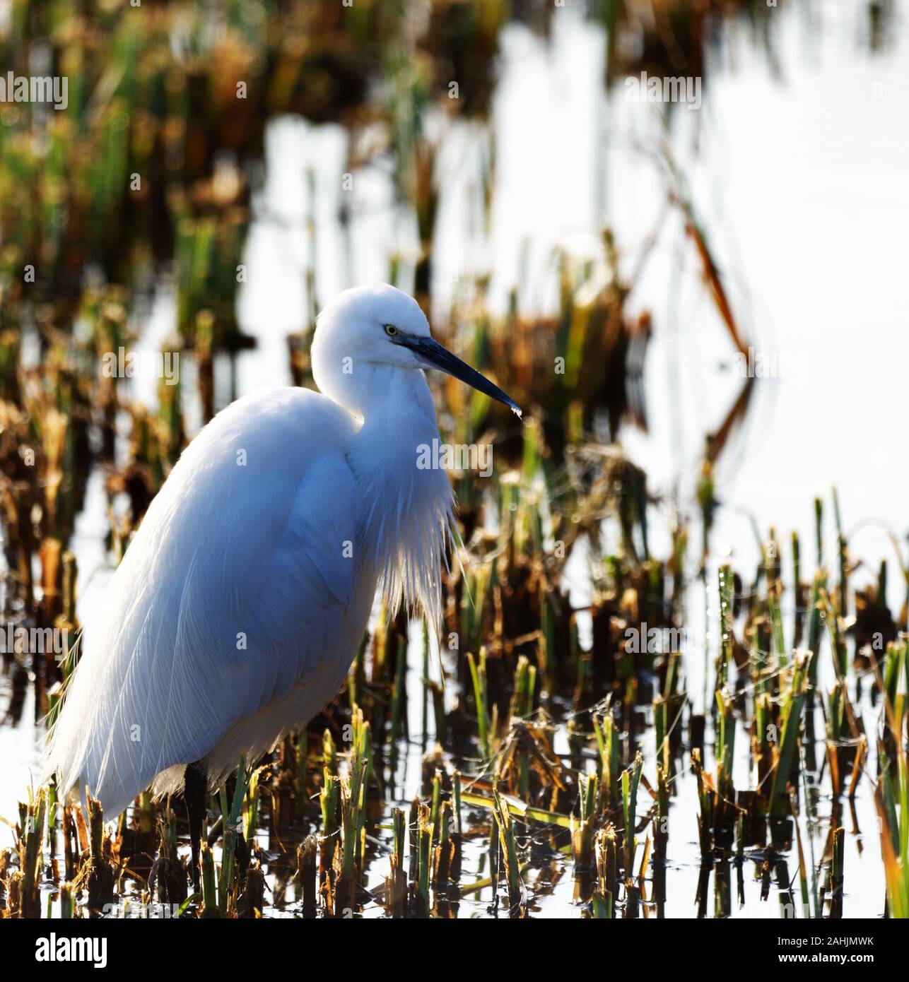 Little egrets small white hi-res stock photography and images - Alamy