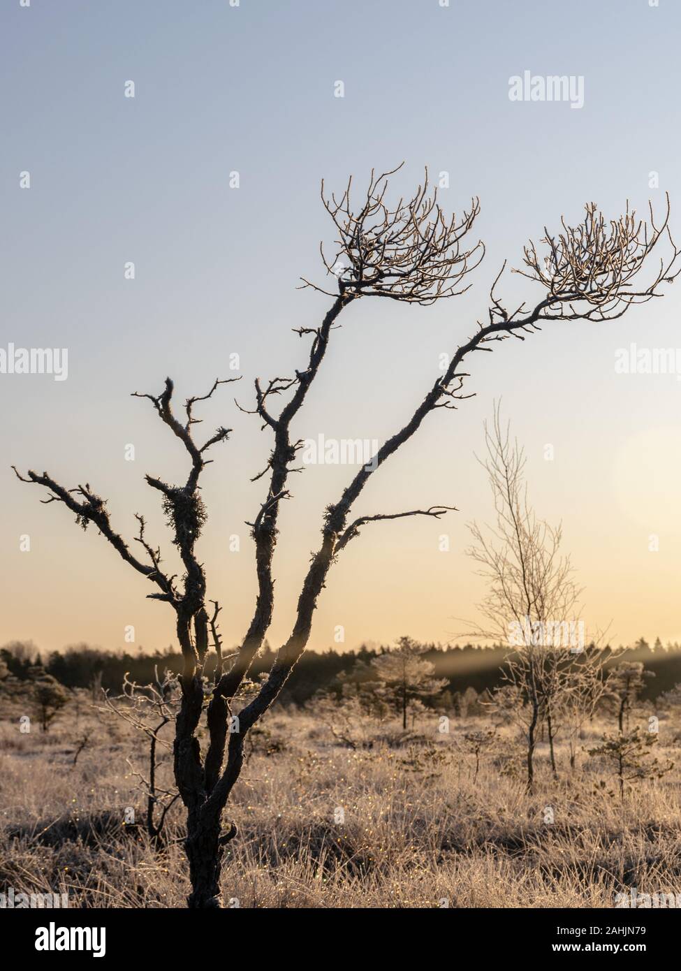 bog landscape with bog pine details on bog background, cold autumn ...