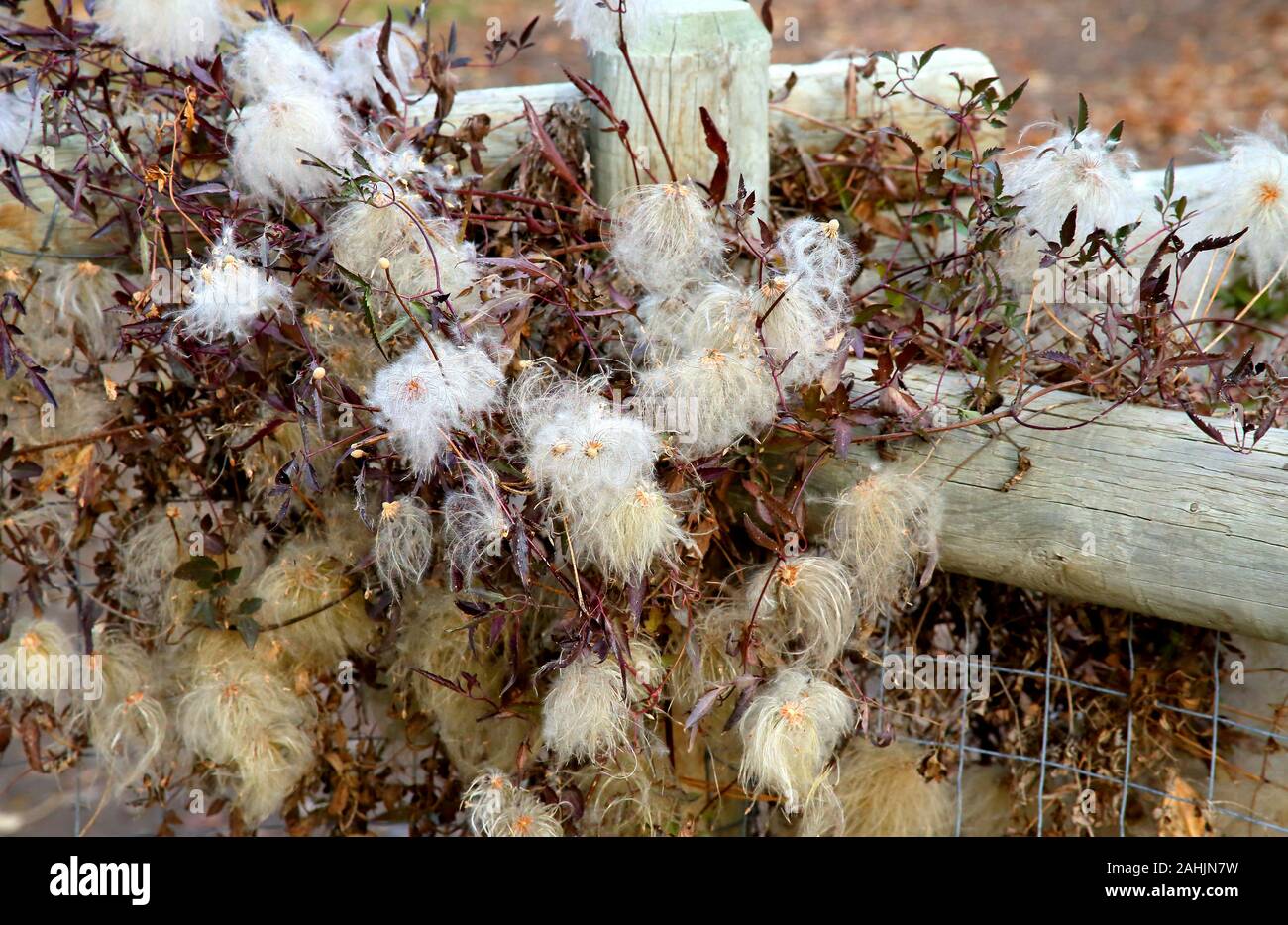 White fluffy seed pods hi-res stock photography and images - Alamy