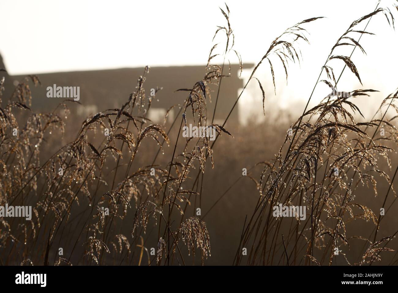 Light and fog lawn hi-res stock photography and images - Alamy
