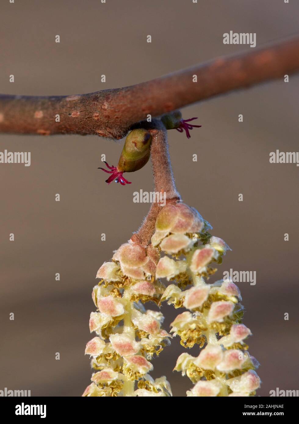 Hazel flowers female hi-res stock photography and images - Alamy