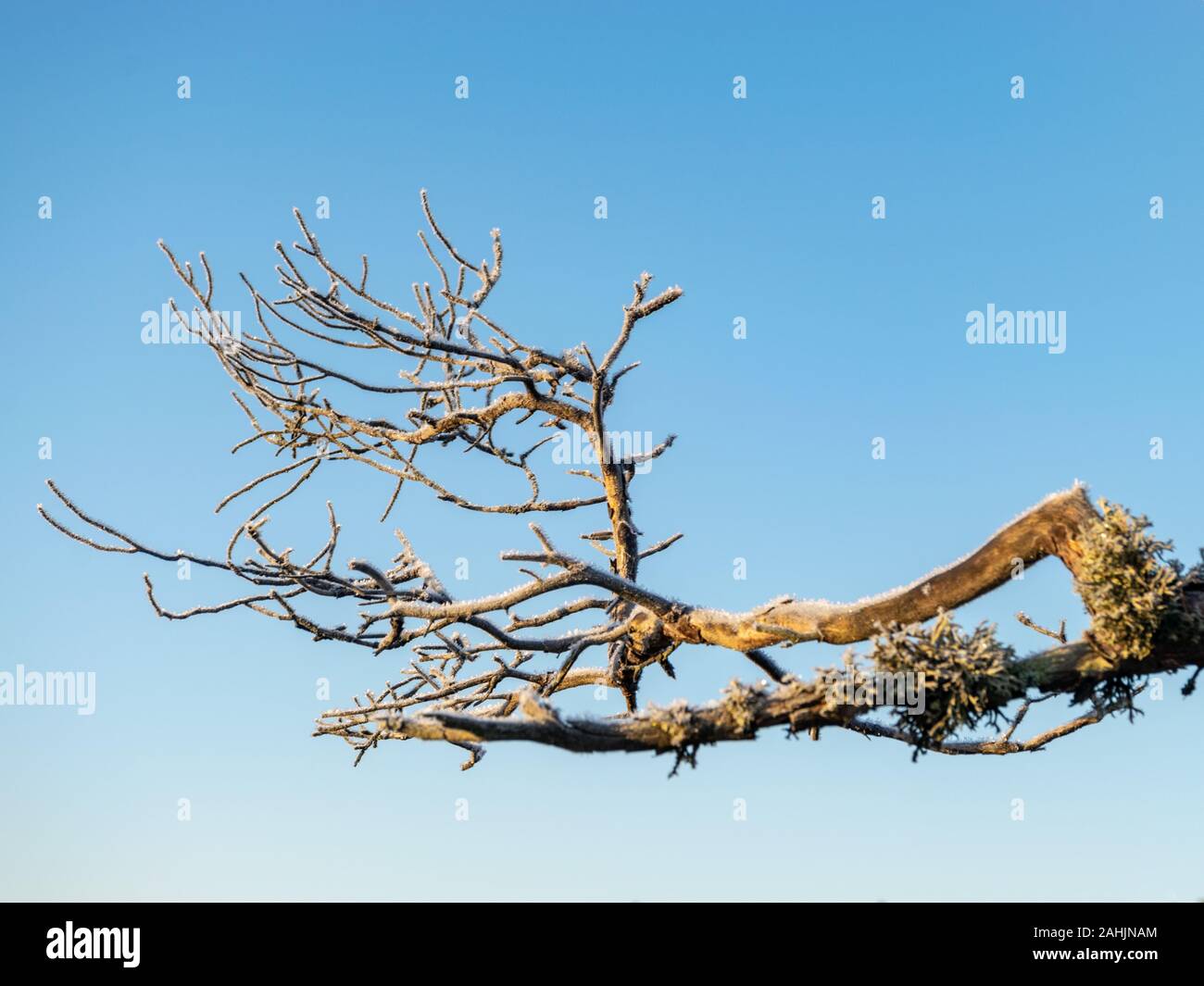 bog landscape with bog pine details on bog background, cold autumn ...