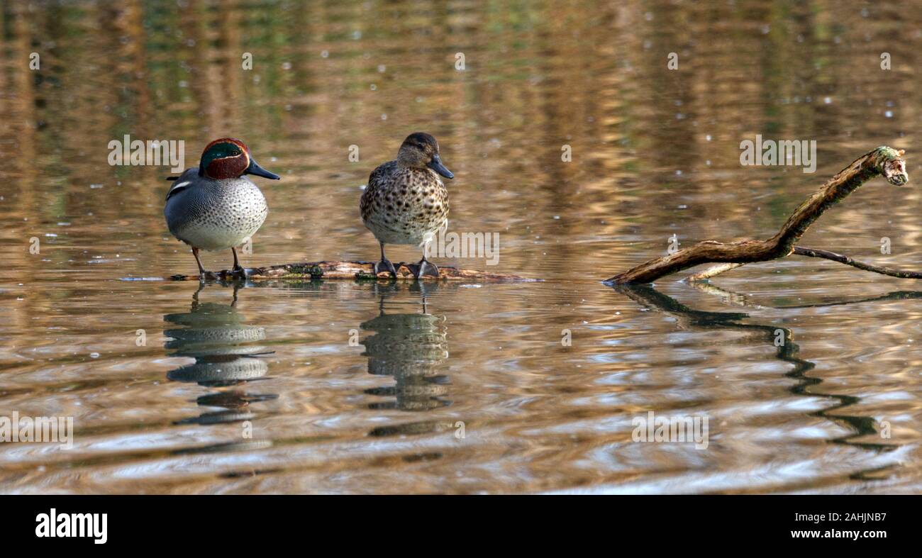 Female teal duck hi-res stock photography and images - Alamy