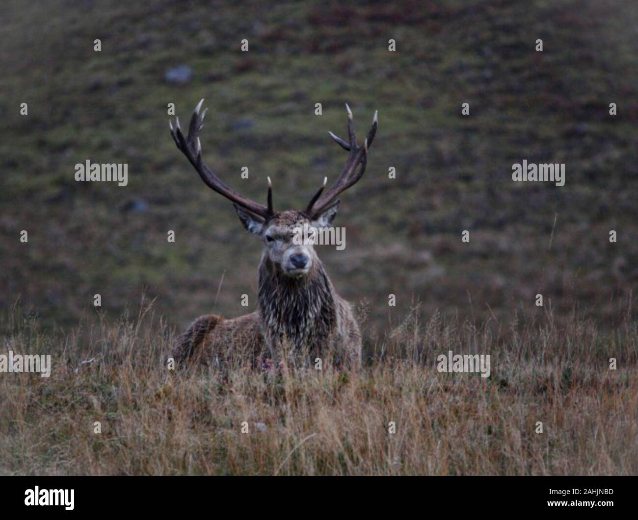 Highlands scotland stag fight hi-res stock photography and images - Alamy