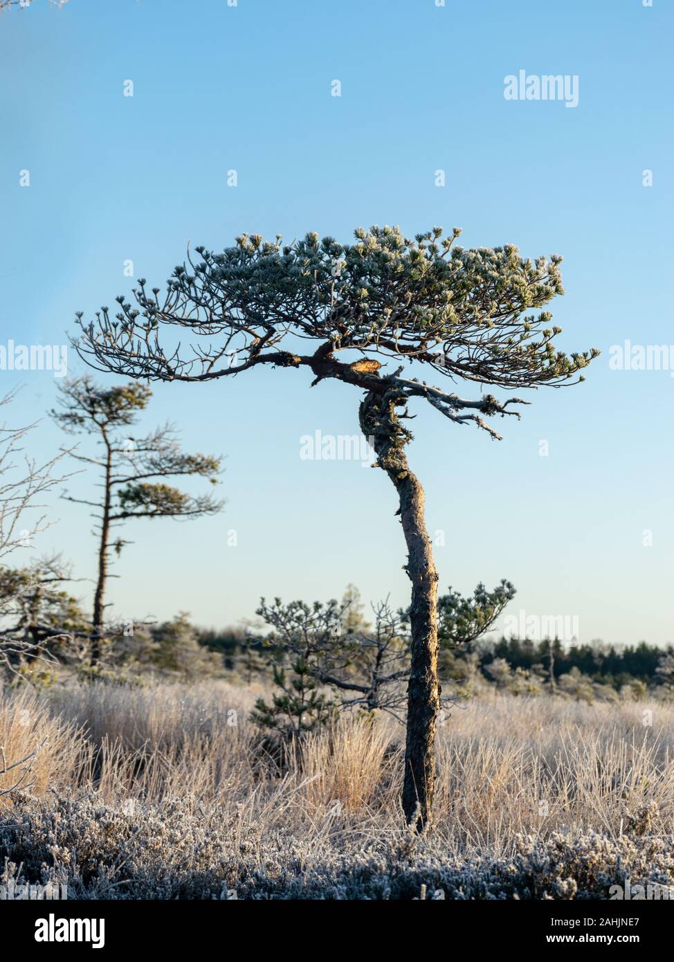 bog landscape with bog pine details on bog background, cold autumn ...