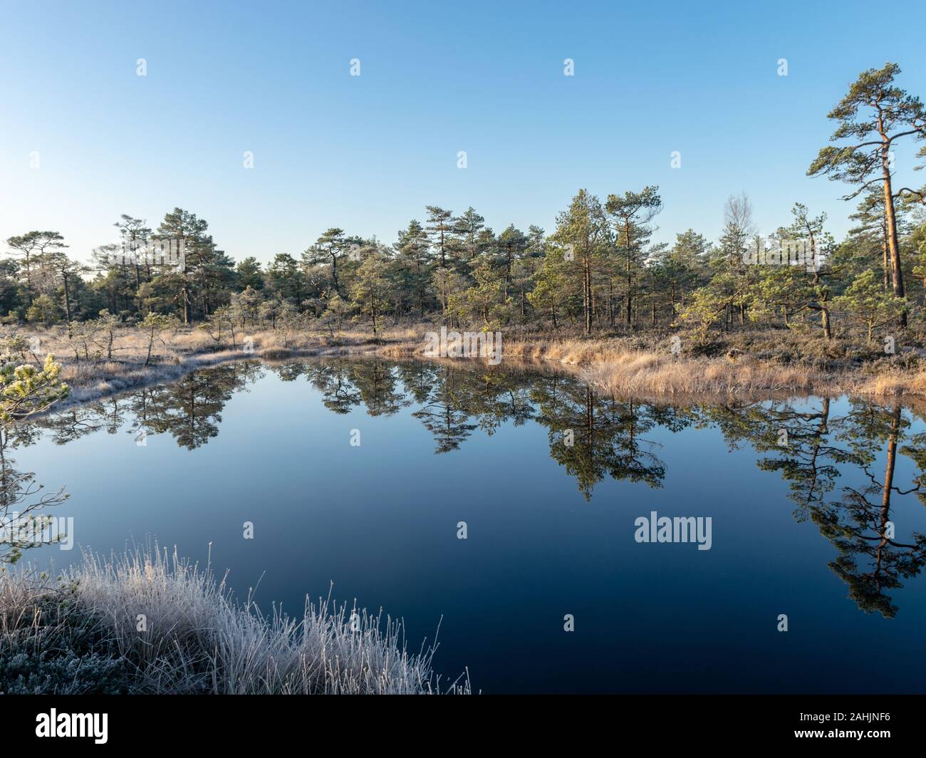 bog landscape with swamp pines and swamp pond, cold autumn morning with ...