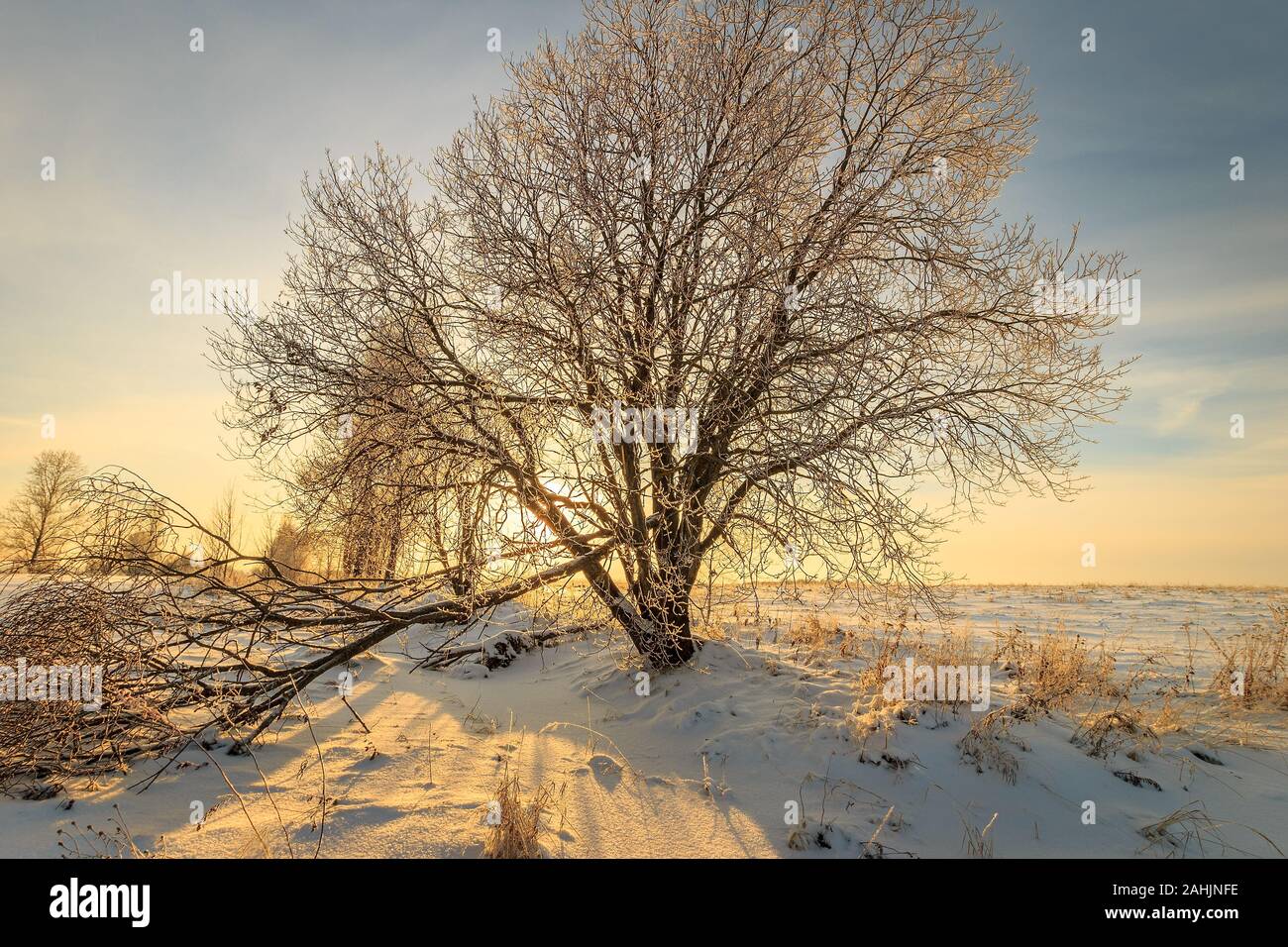 Scene of a beautiful sunset at field with willow at foreground at ...