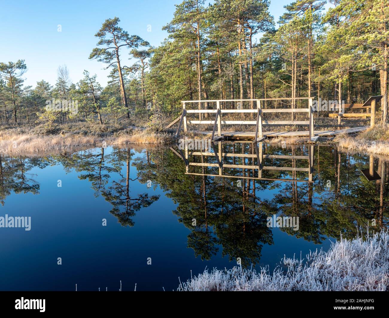 bog landscape with swamp pines and swamp pond, cold autumn morning with ...