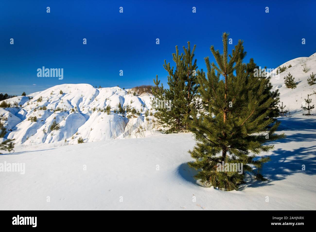 Hills covered with snow in winter with pines, trees and blue sky ...