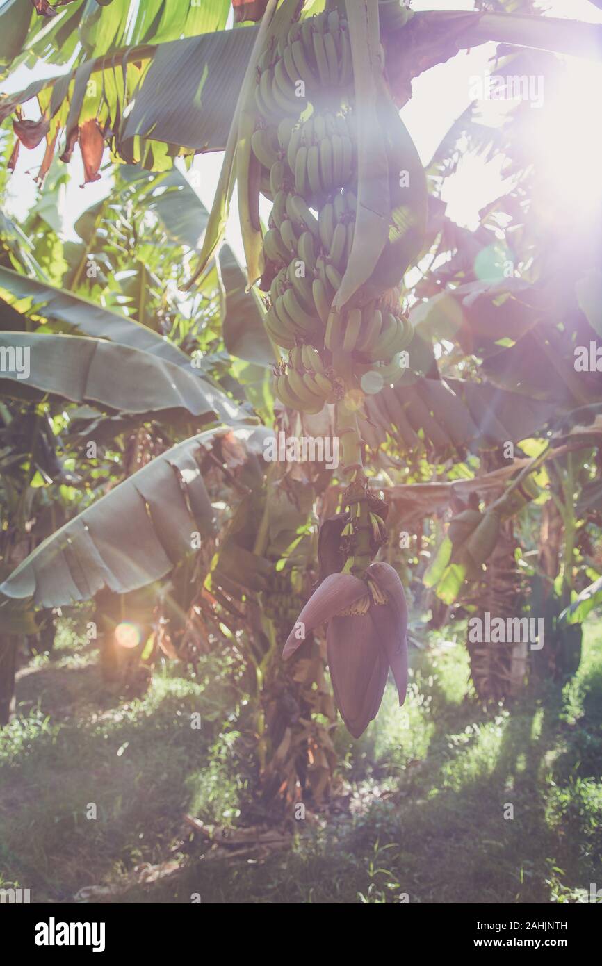 Fresh green bananas and blossom, also known as a banana heart, growing ...