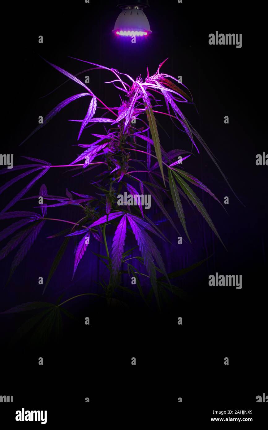 Cannabis nursery hi-res stock photography and images - Alamy