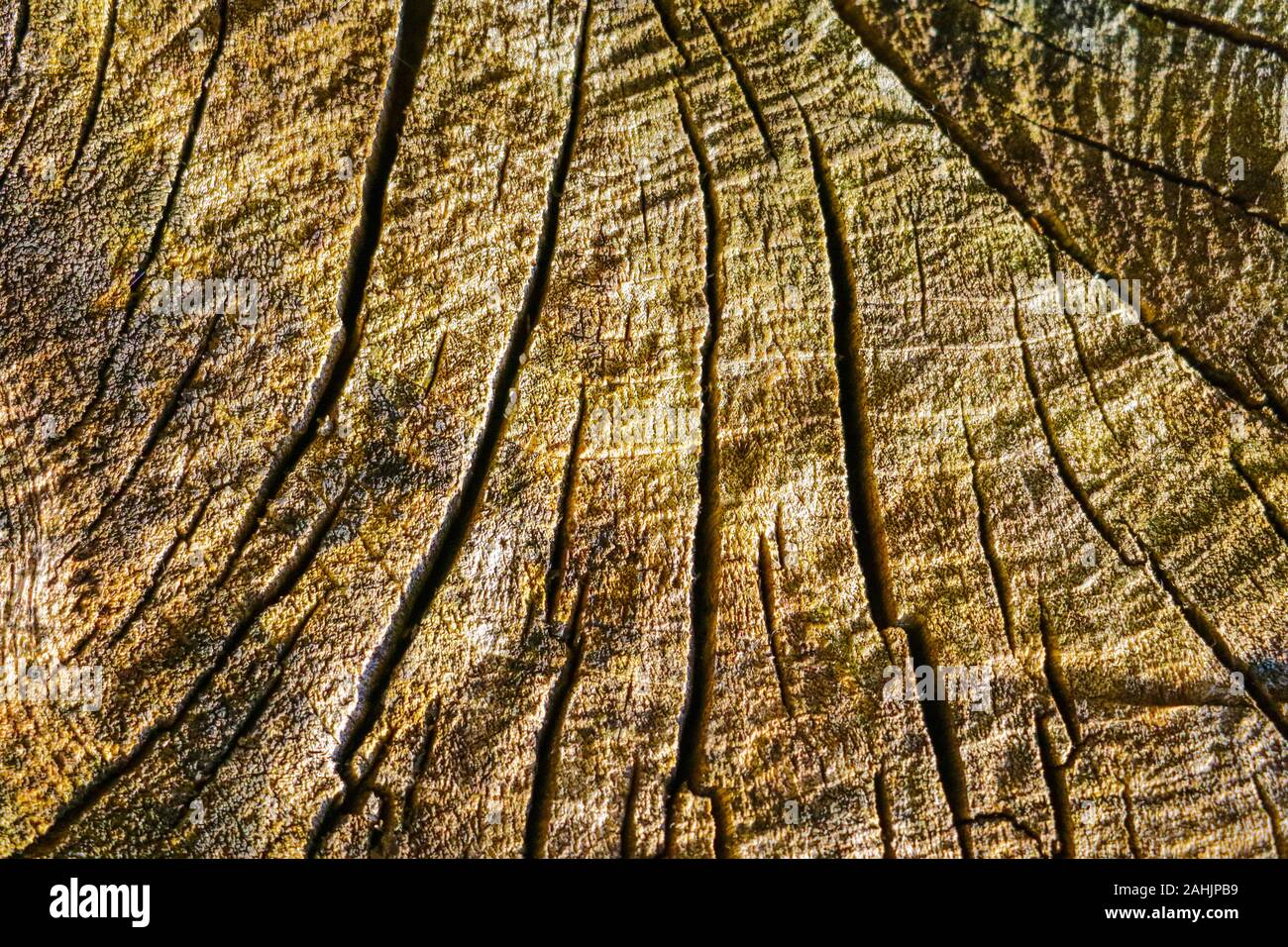 Cutted wood trunk texture hi-res stock photography and images - Alamy