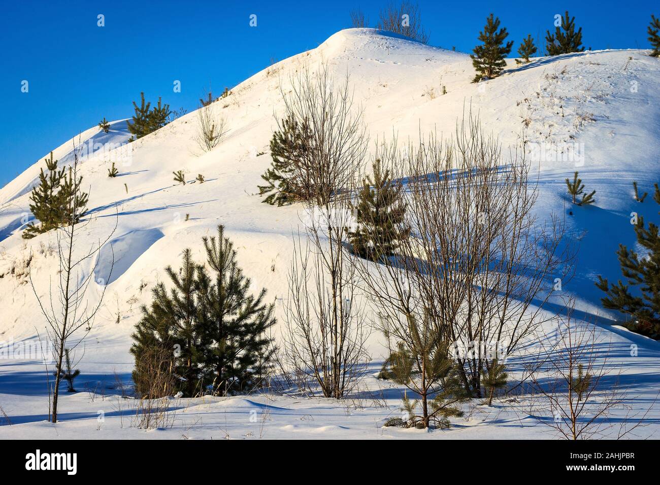 Hills covered with snow in winter with pines, trees and blue sky ...