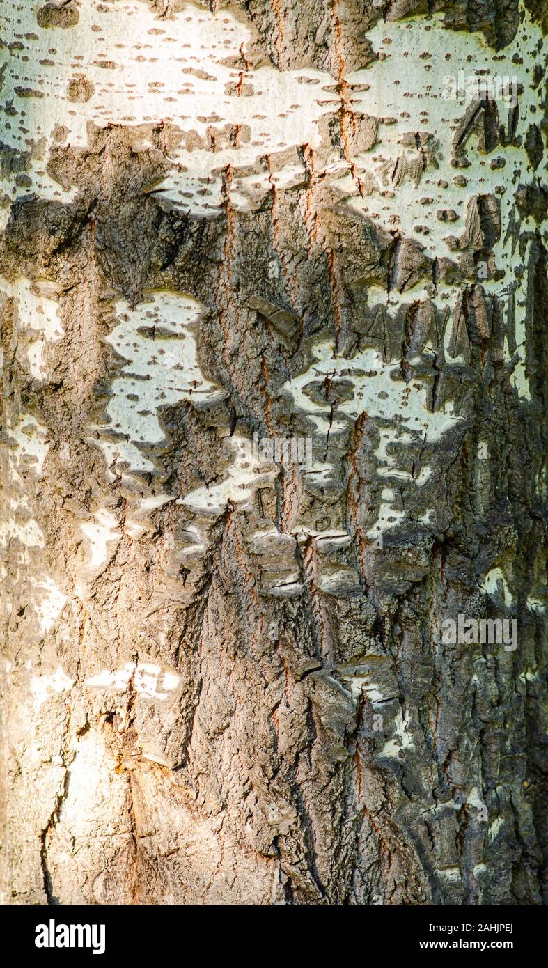 Birch bark texture, natural tree pattern, background Stock Photo - Alamy
