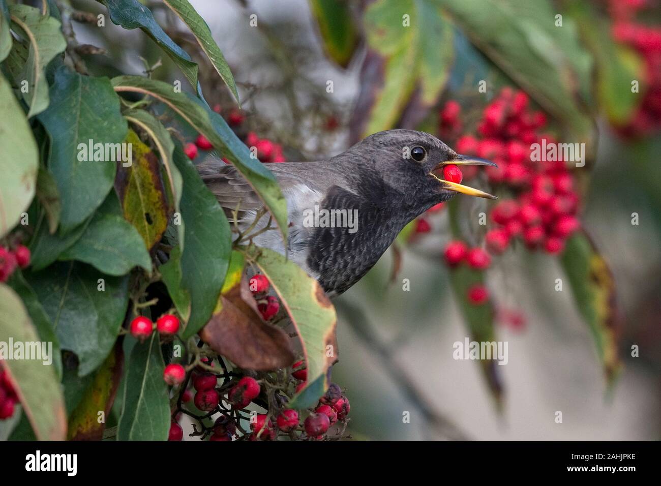 Black-throated Thrush (Turdus atrogularis Stock Photo - Alamy