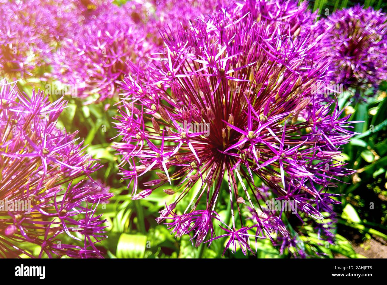 Allium blooming close up. Ball of blossoming allium flowers. Beautiful ...