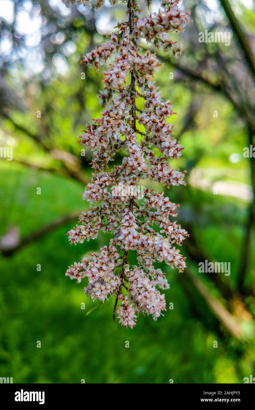 Sataf hi-res stock photography and images - Alamy