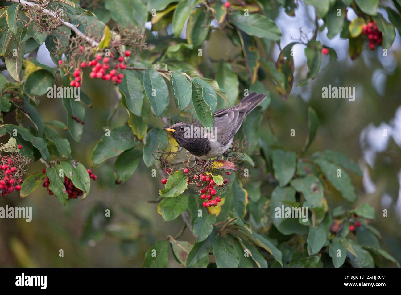 Black throated thrush hi-res stock photography and images - Alamy