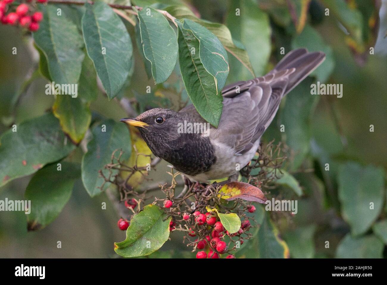 Rare british thrush hi-res stock photography and images - Alamy