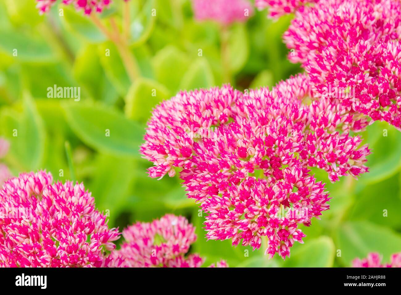 Garden bright beautiful pink flowers grow in autumn Stock Photo - Alamy