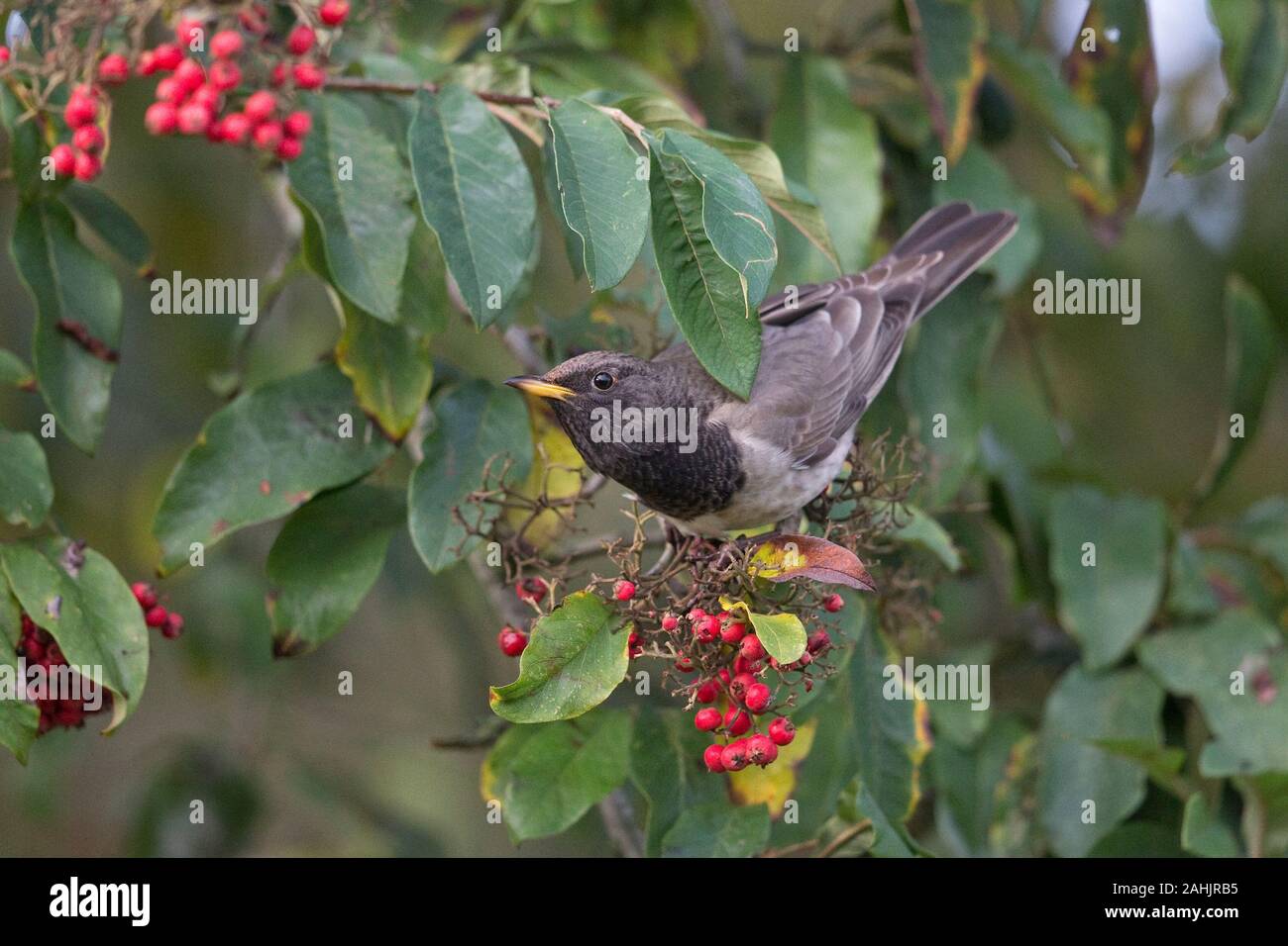 Rare british thrush hi-res stock photography and images - Alamy