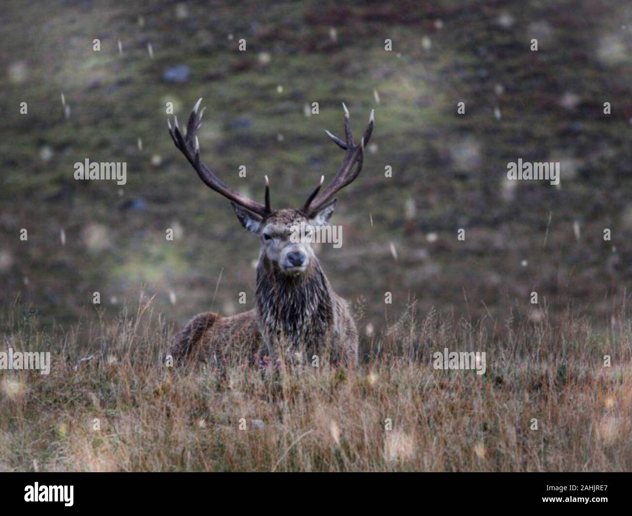 Scottish elk hi-res stock photography and images - Alamy