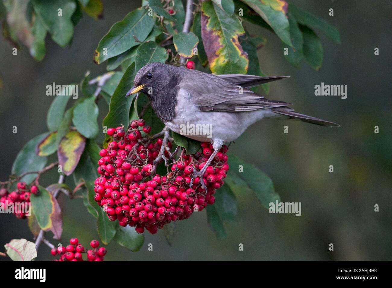 Rare british thrush hi-res stock photography and images - Alamy