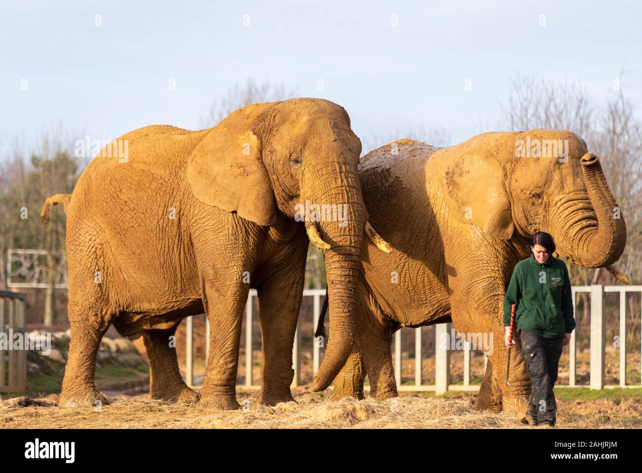 Elephants at colchester zoo hi-res stock photography and images - Alamy