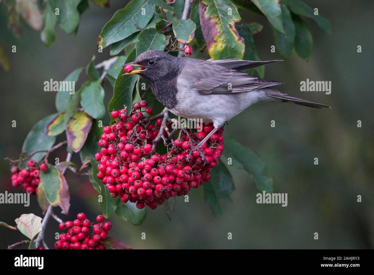 Rare british thrush hi-res stock photography and images - Alamy
