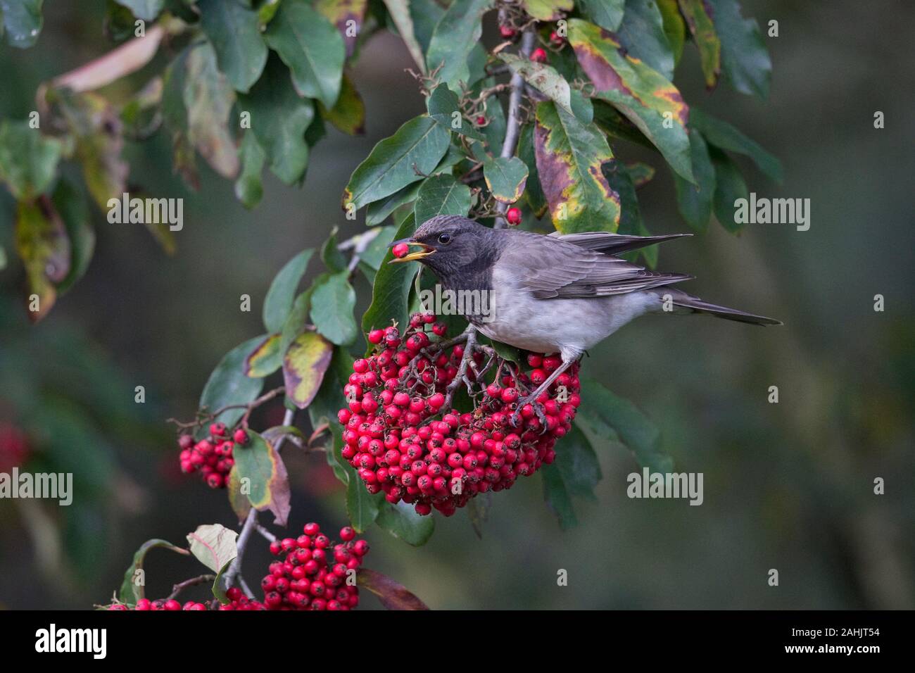 Rare british thrush hi-res stock photography and images - Alamy